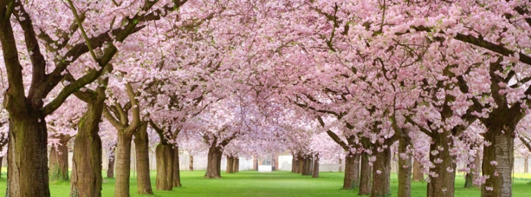 Facebook Cover, Facebook Header: Cherry Blossom Trees – NYCDesign.co ...