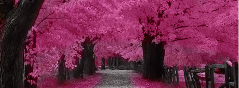Facebook Cover, Facebook Header: Cherry Blossom Trees – NYCDesign.co ...