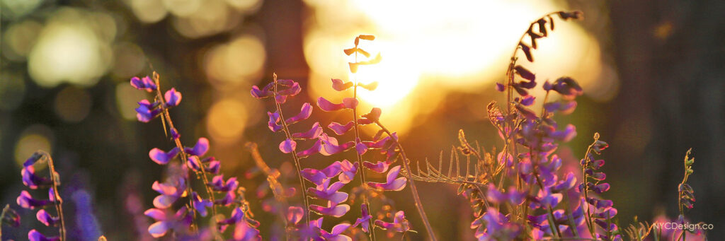 Twitter Headers, Covers – Spring Twigs, Trees, Flowers, Nature ...