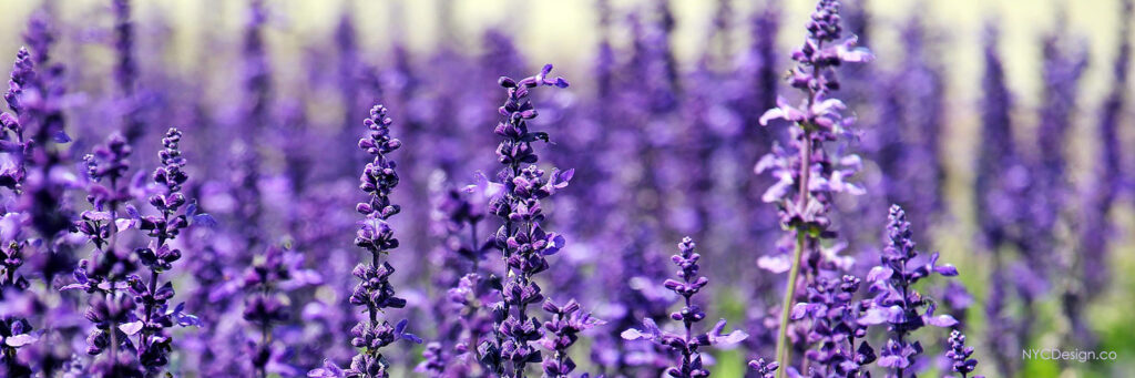 Twitter Headers, Covers – Spring Twigs, Trees, Flowers, Nature ...